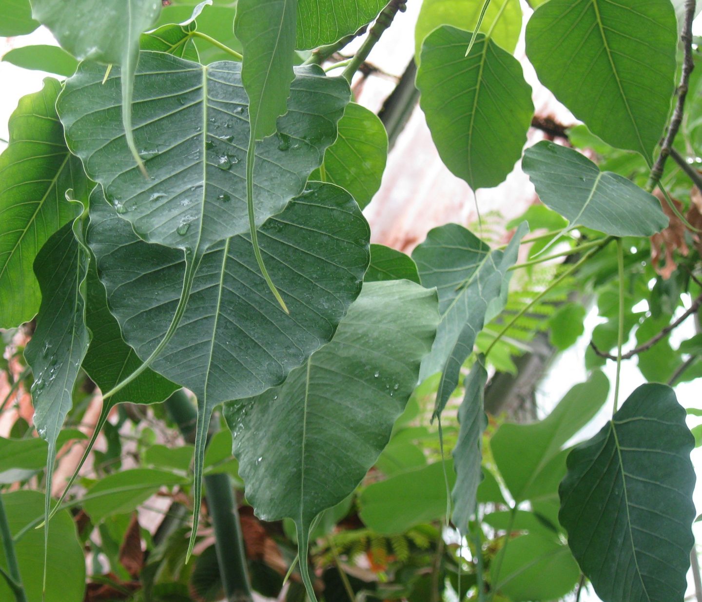 Welcome - The Botany Major